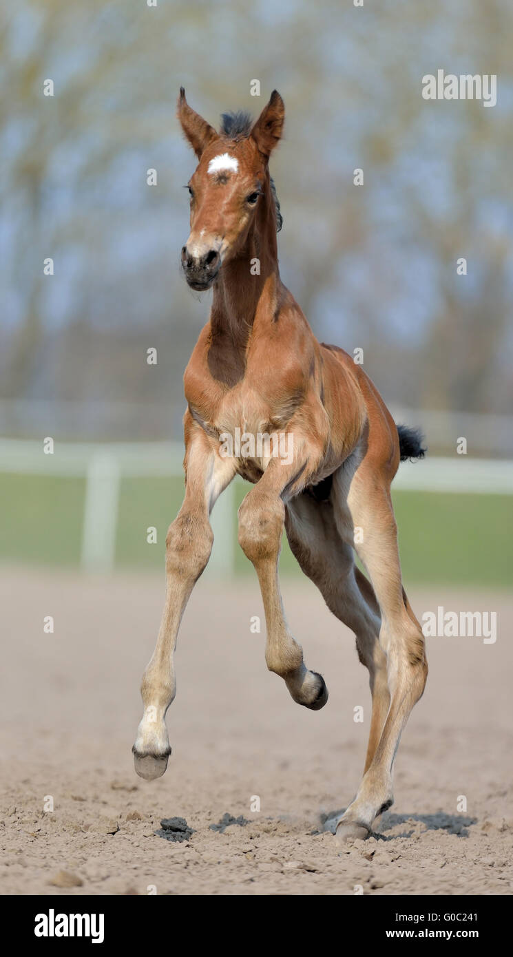 Sports breeding hi-res stock photography and images - Alamy