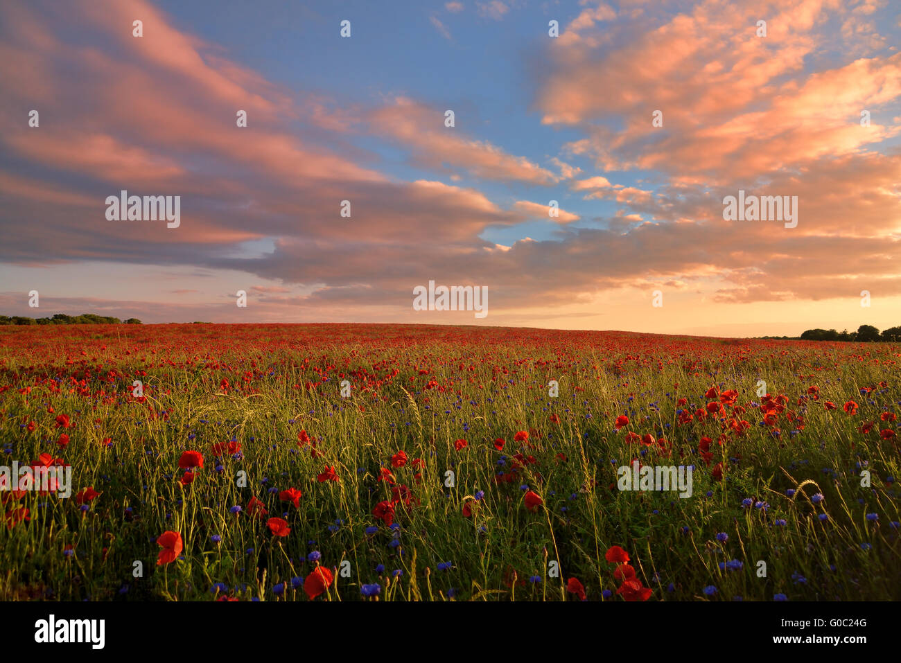 Corn poppy field at sunset hi-res stock photography and images - Alamy