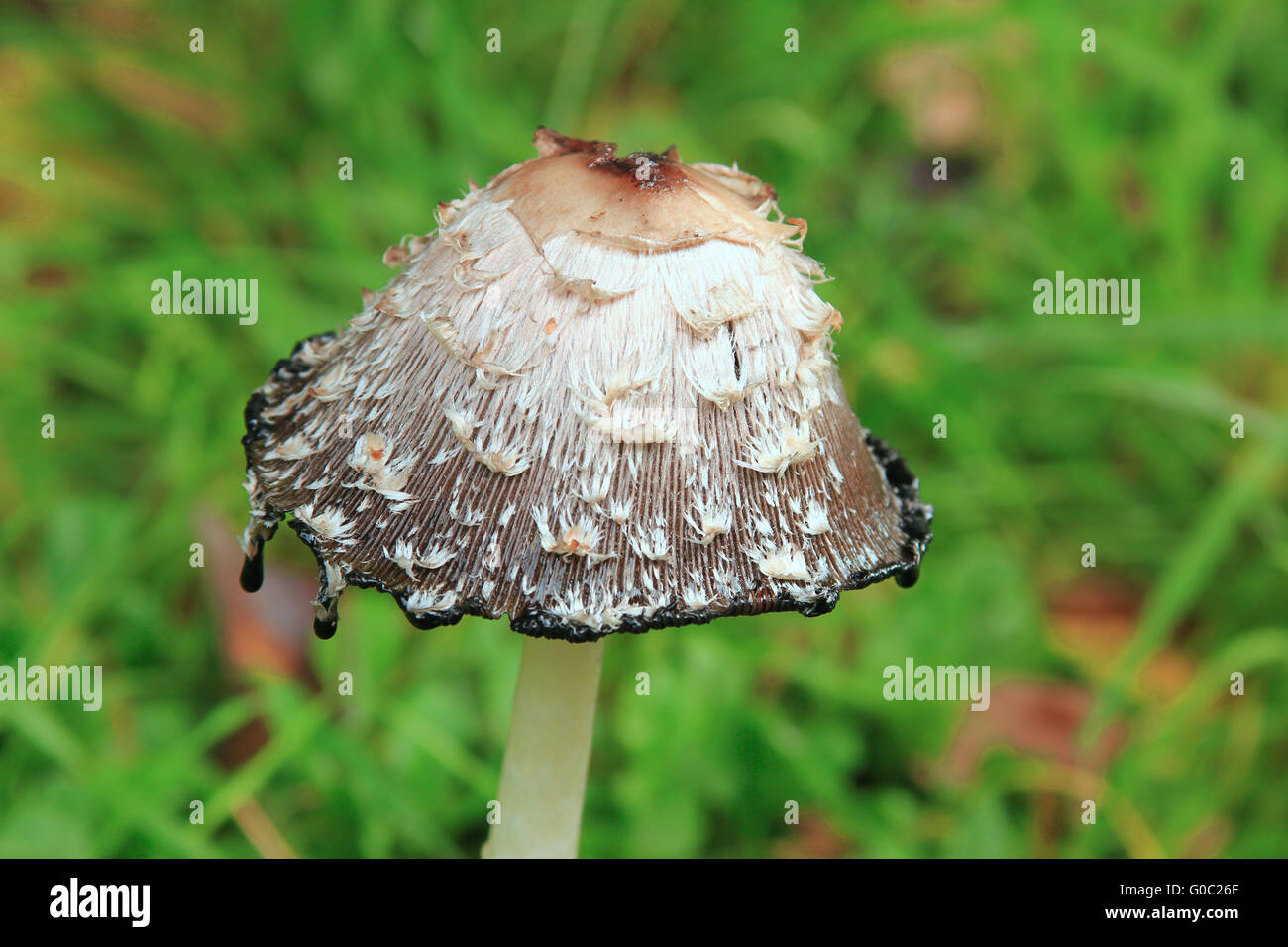 Coprinus sp hi-res stock photography and images - Alamy