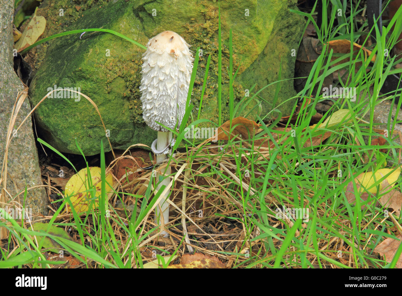 Drop spores hi-res stock photography and images - Alamy