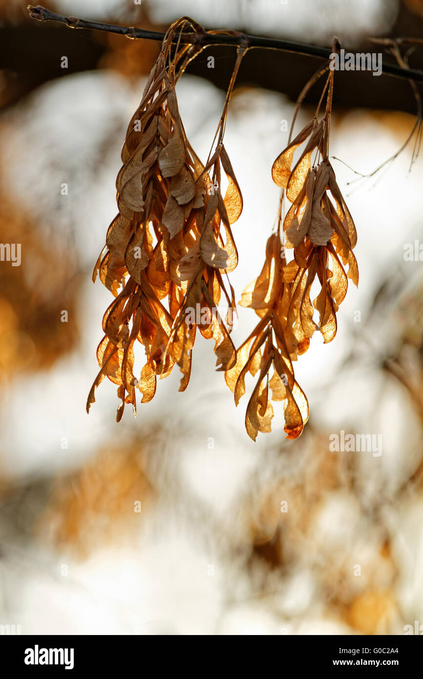 Focusing on dry acacia tree leaves in the fall Stock Photo - Alamy