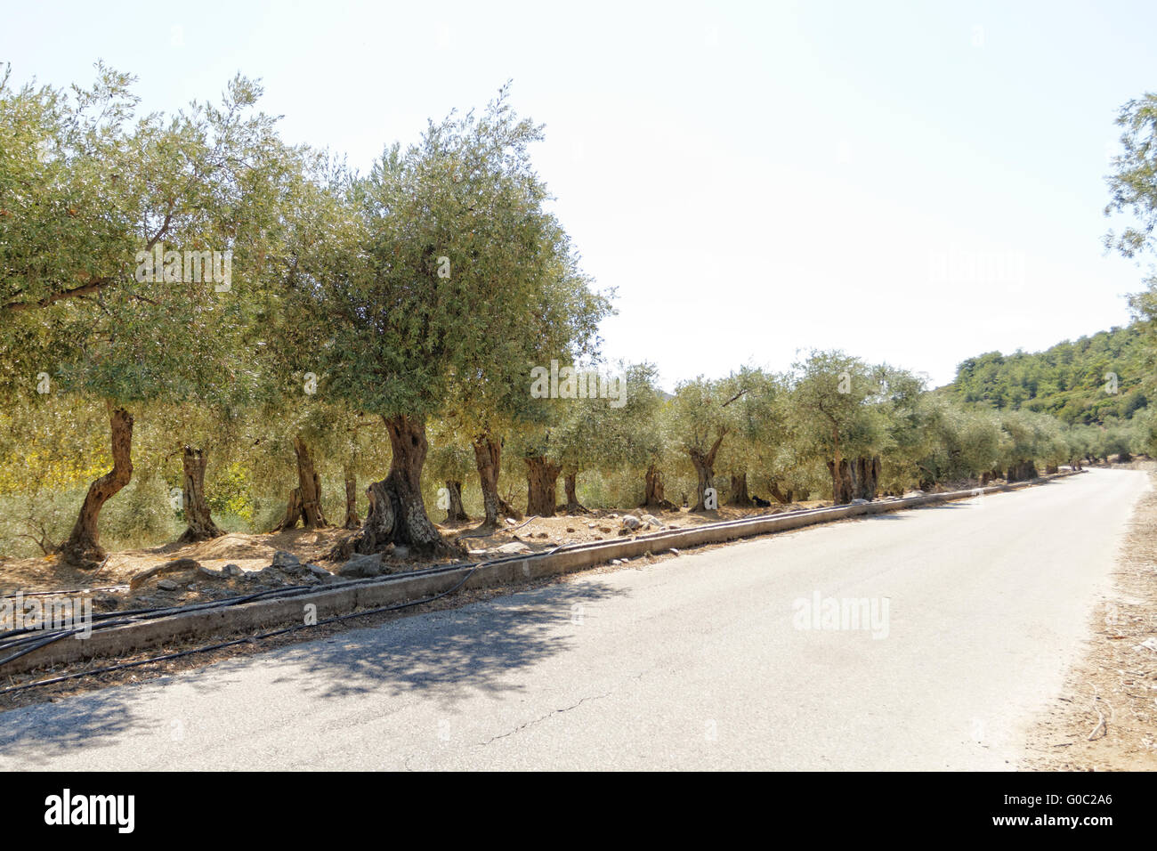 Giant olive tree hi-res stock photography and images - Alamy