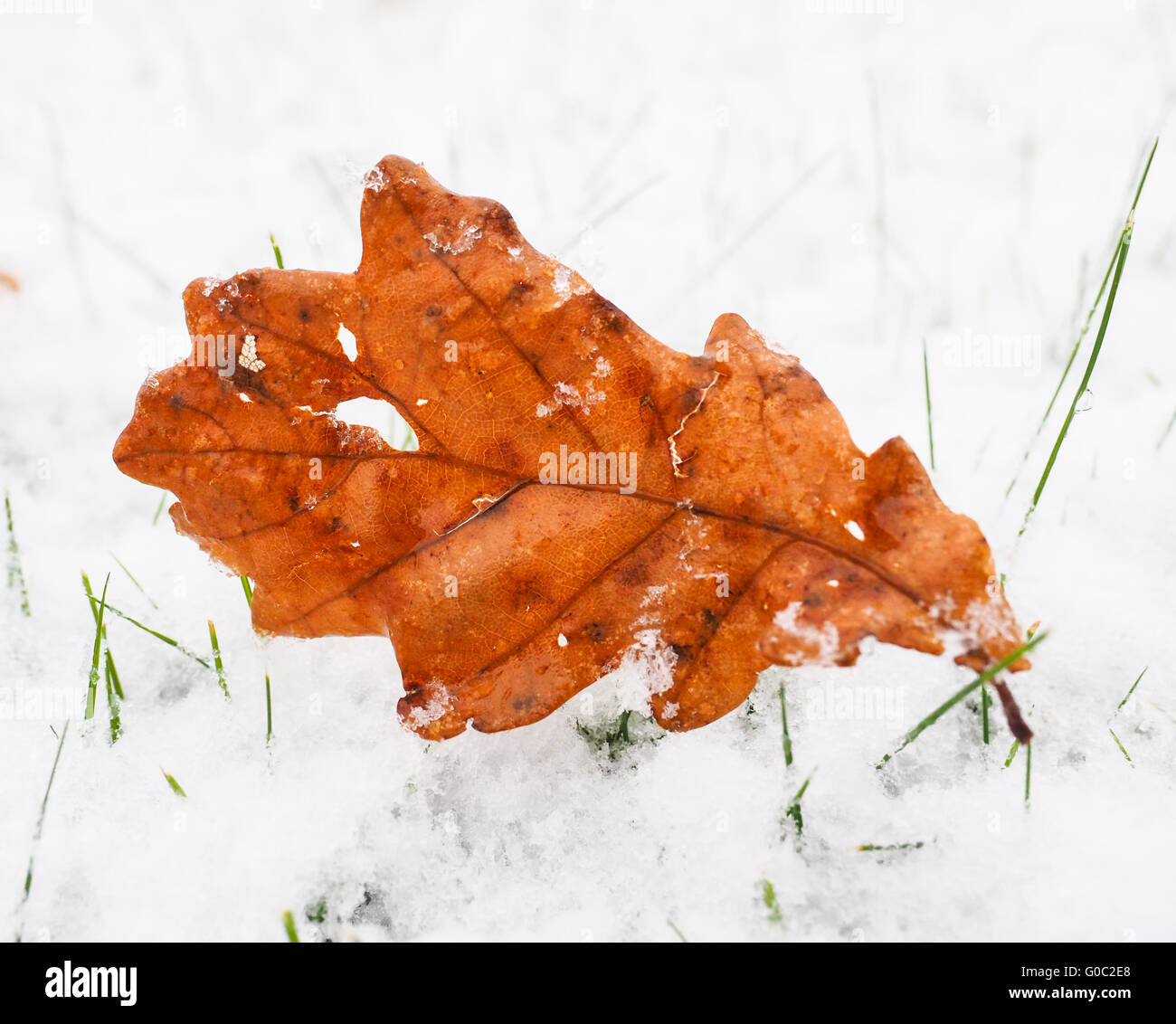 Brown oak tree leaf on lawn with a fresh layer of Stock Photo - Alamy