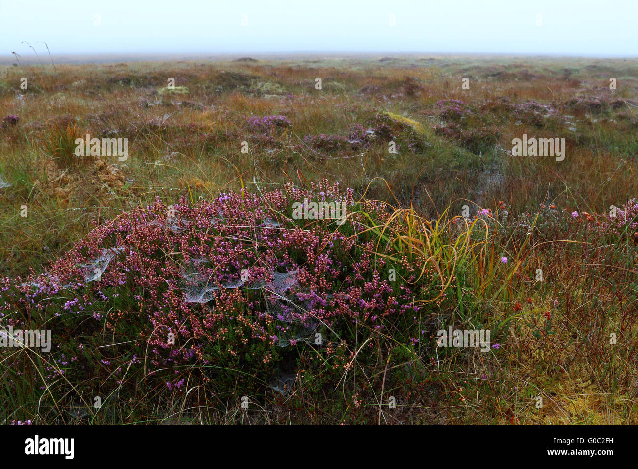 Peat bog, Isle of Lewis, Outer Hebrides, Scotland Stock Photo - Alamy