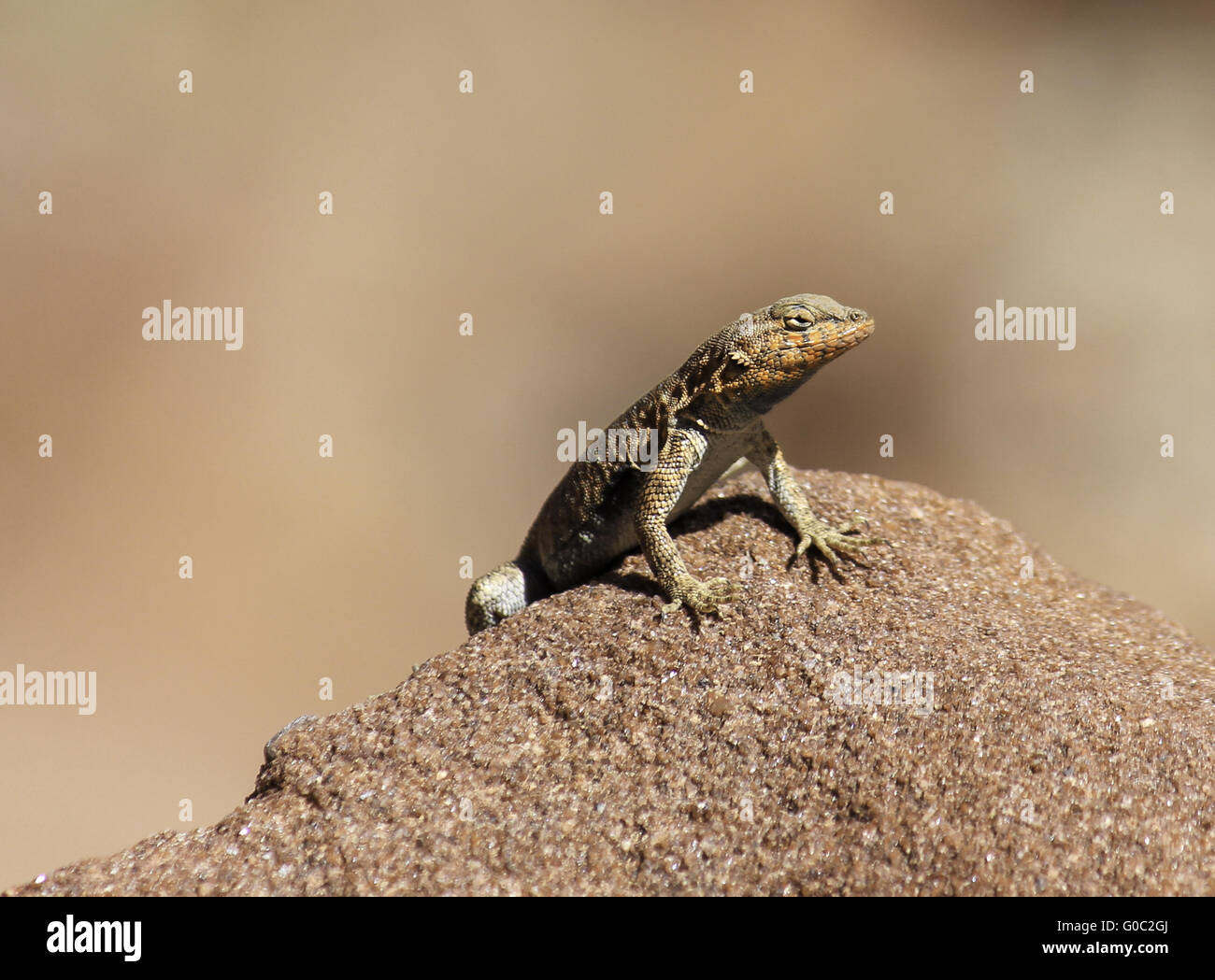 Languid hi-res stock photography and images - Alamy