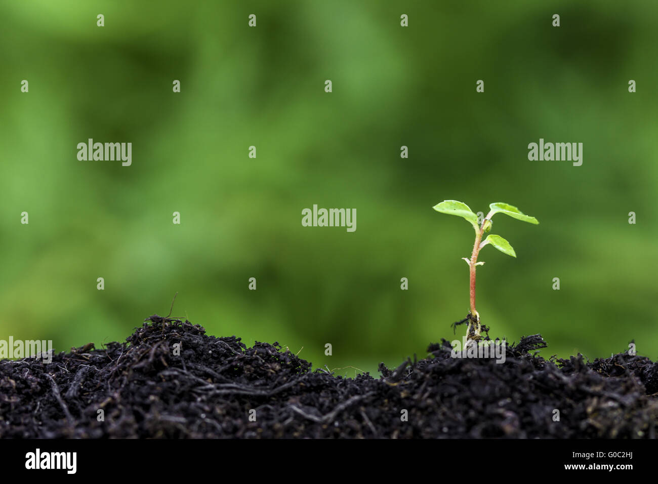 Young plant sprouting from the ground hi-res stock photography and ...