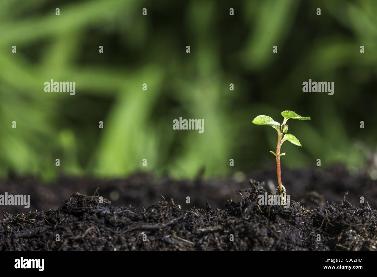 Young plant sprouting from the ground hi-res stock photography and ...
