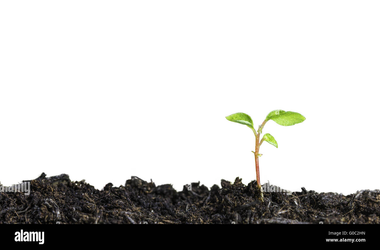 Start from seed hi-res stock photography and images - Alamy