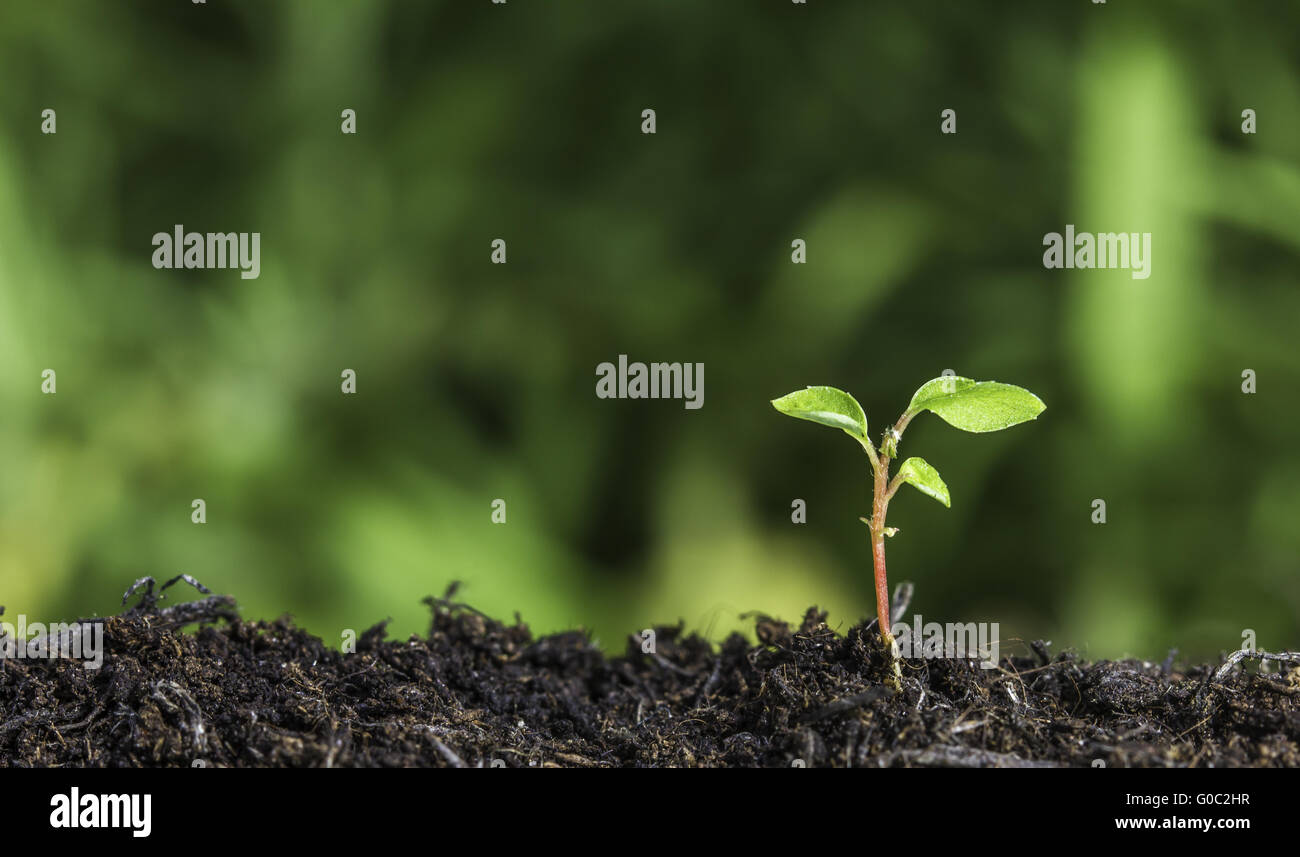 Close up of plant sprouting from the ground with vivid green bokeh ...