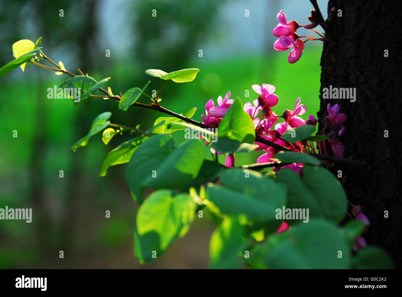 Redbud Leaf Stock Photos & Redbud Leaf Stock Images - Alamy