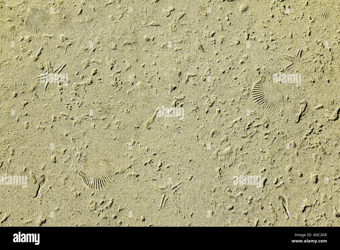 Fossil texture hi-res stock photography and images - Alamy