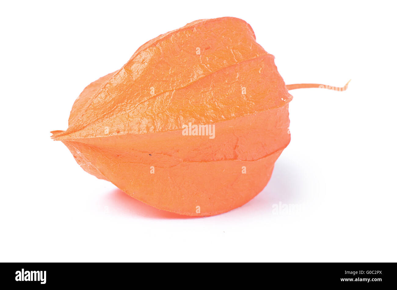 Orange Physalis isolated on white background Stock Photo - Alamy