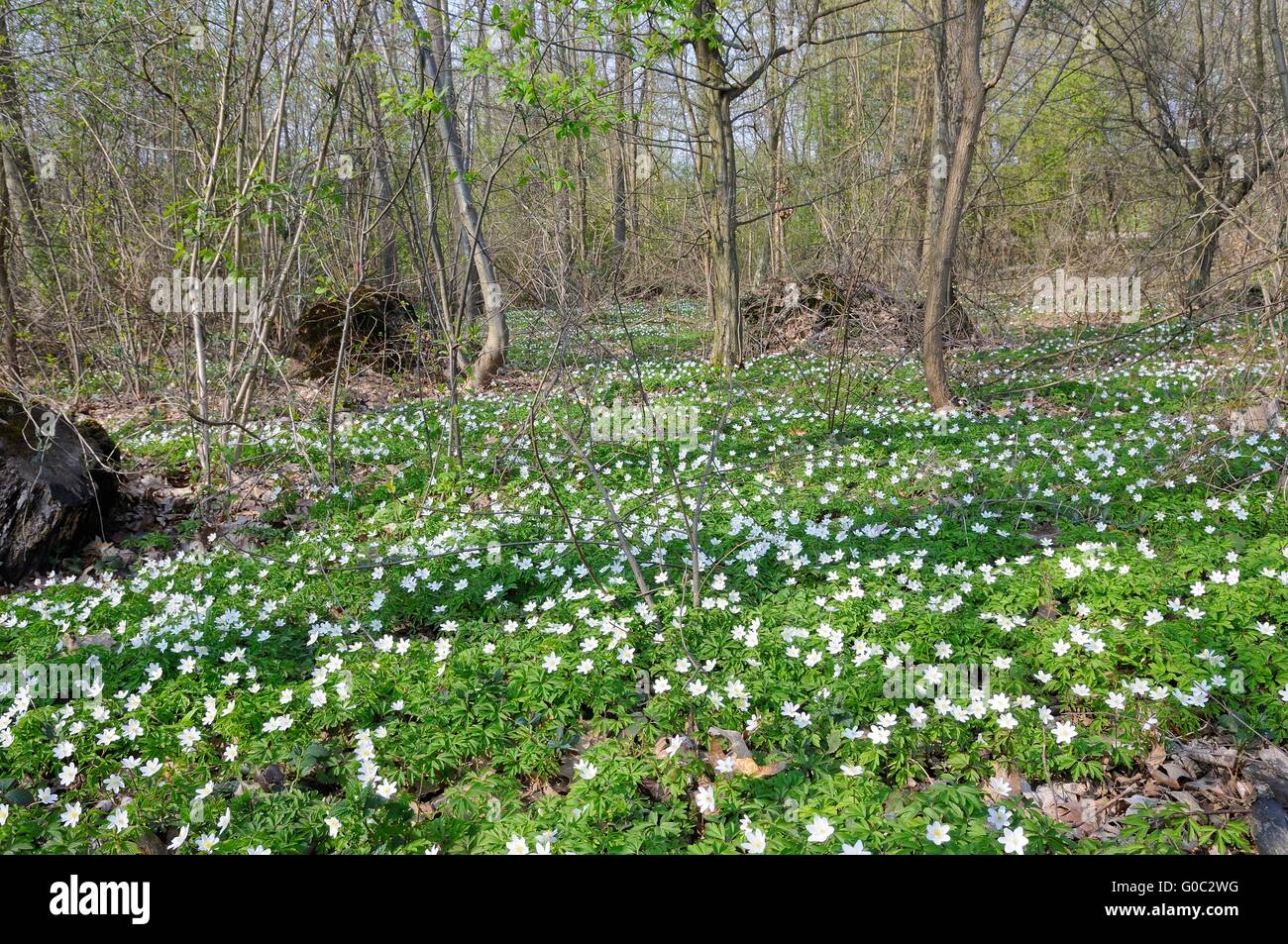 Windbuschroschen hi-res stock photography and images - Alamy