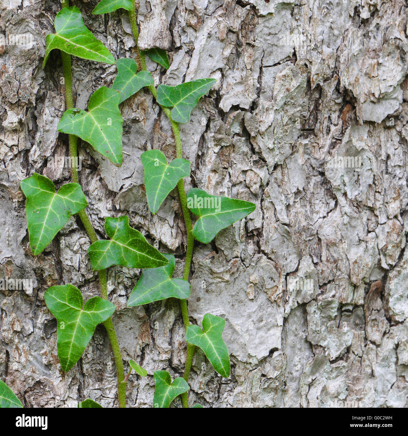 ivy grows in tree bark, background structure Stock Photo - Alamy