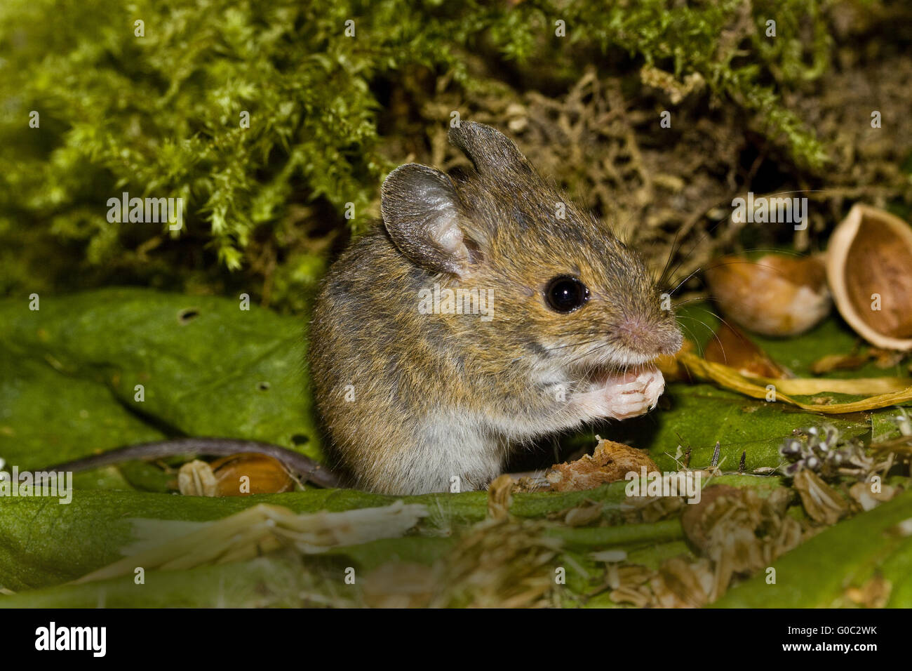 Young European wood mouse Apodemus sylvaticus Stock Photo - Alamy