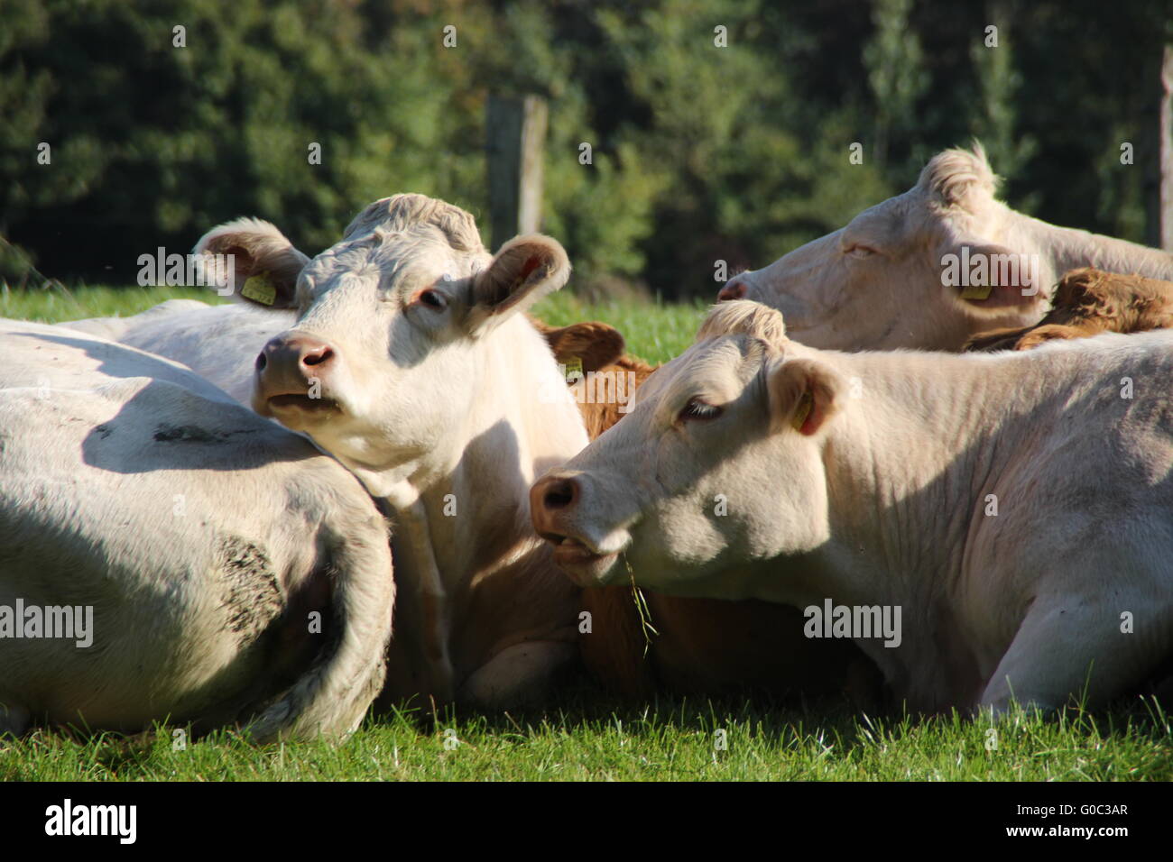 Cows on a lawn Stock Photo - Alamy