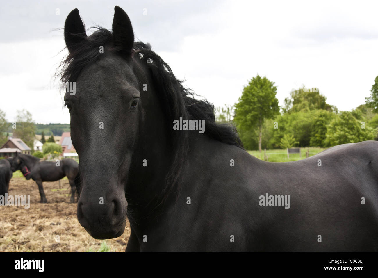 Beauty of horse hi-res stock photography and images - Alamy
