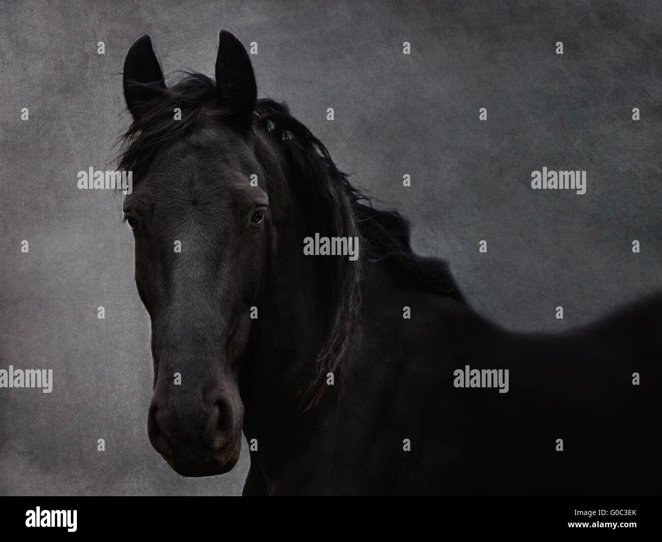 Rappe black horse hi-res stock photography and images - Alamy