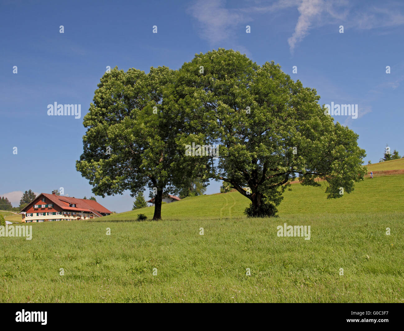 Tree pair hi-res stock photography and images - Alamy
