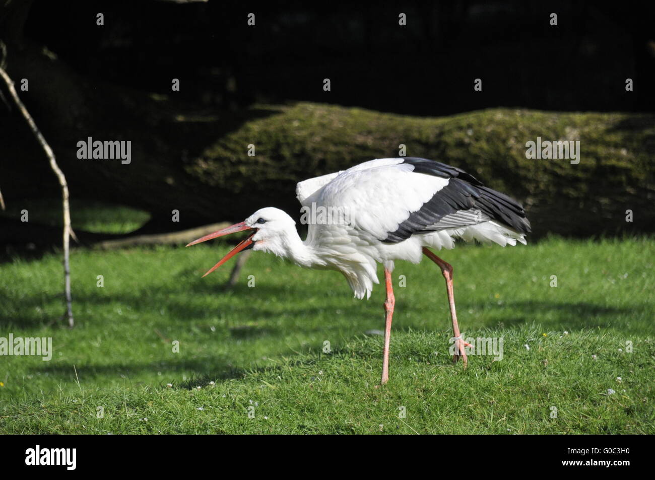 stork on meadow Stock Photo - Alamy
