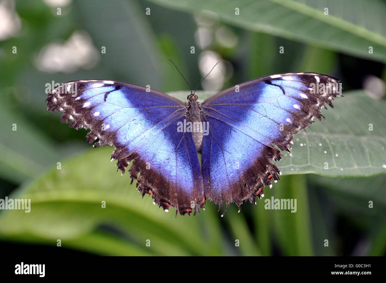 Blue Morpho butterfly Stock Photo - Alamy