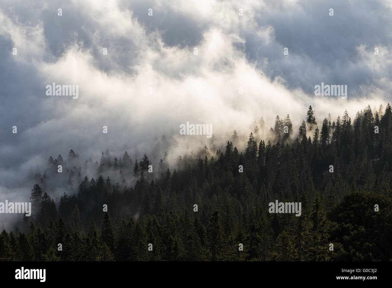 High fog and conifers Stock Photo - Alamy