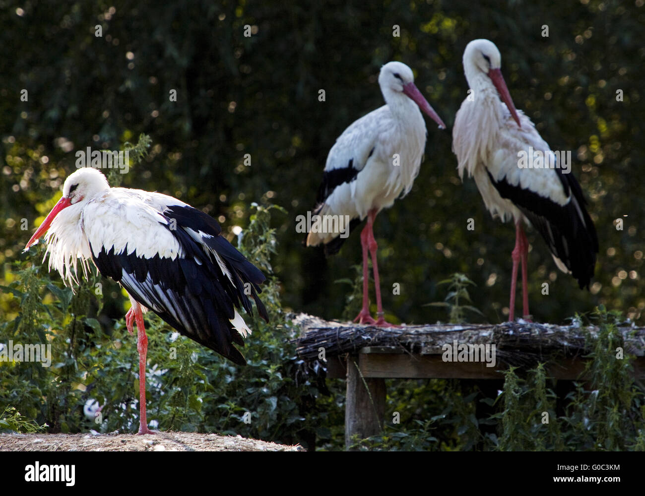 White Storks, Nature zoo Rheine, Germany Stock Photo - Alamy