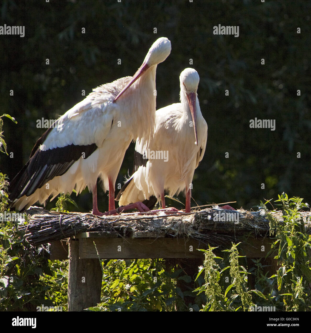 White Storks, Nature zoo Rheine, Germany Stock Photo - Alamy