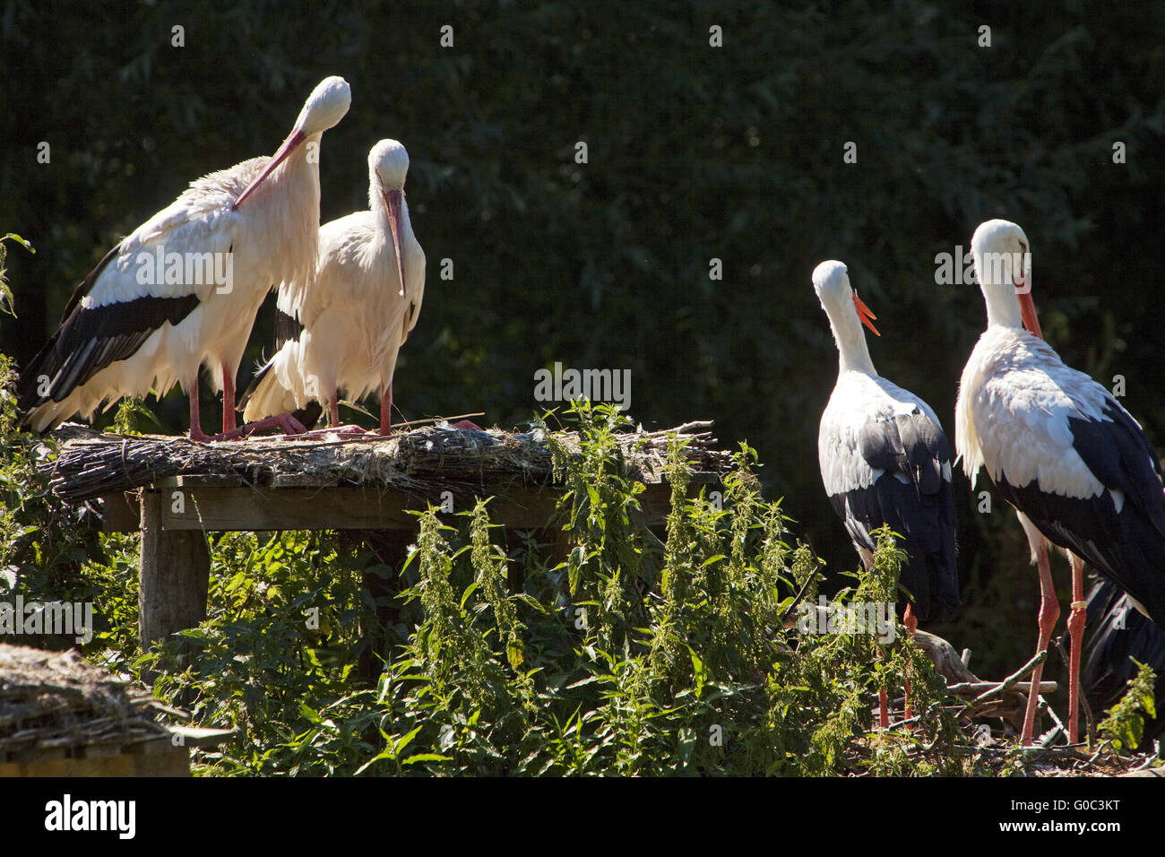 White Storks, Nature zoo Rheine, Germany Stock Photo - Alamy