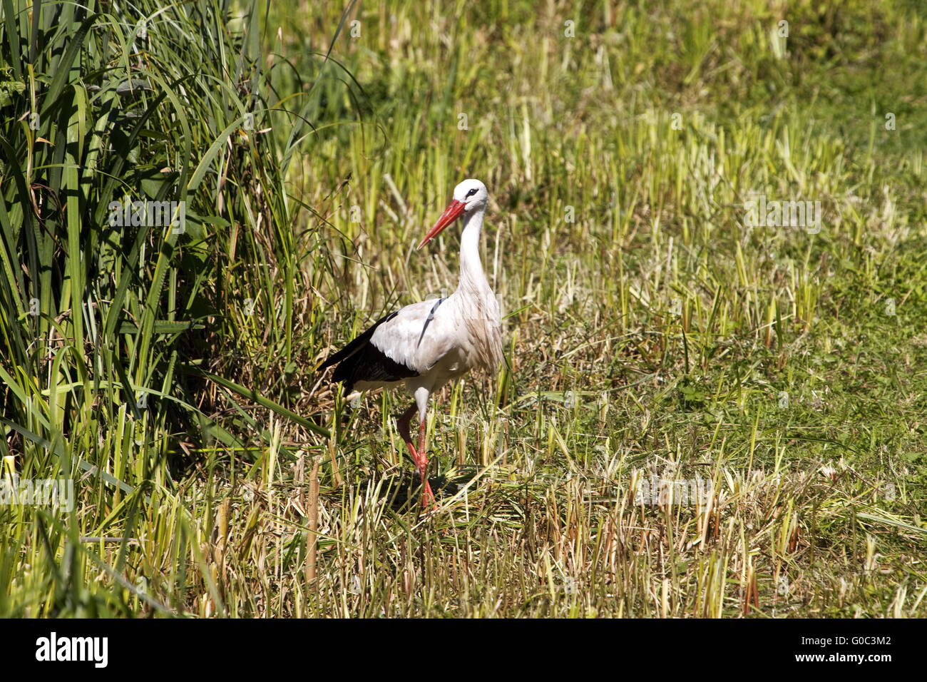 White Stork, Nature zoo Rheine, Germany Stock Photo - Alamy