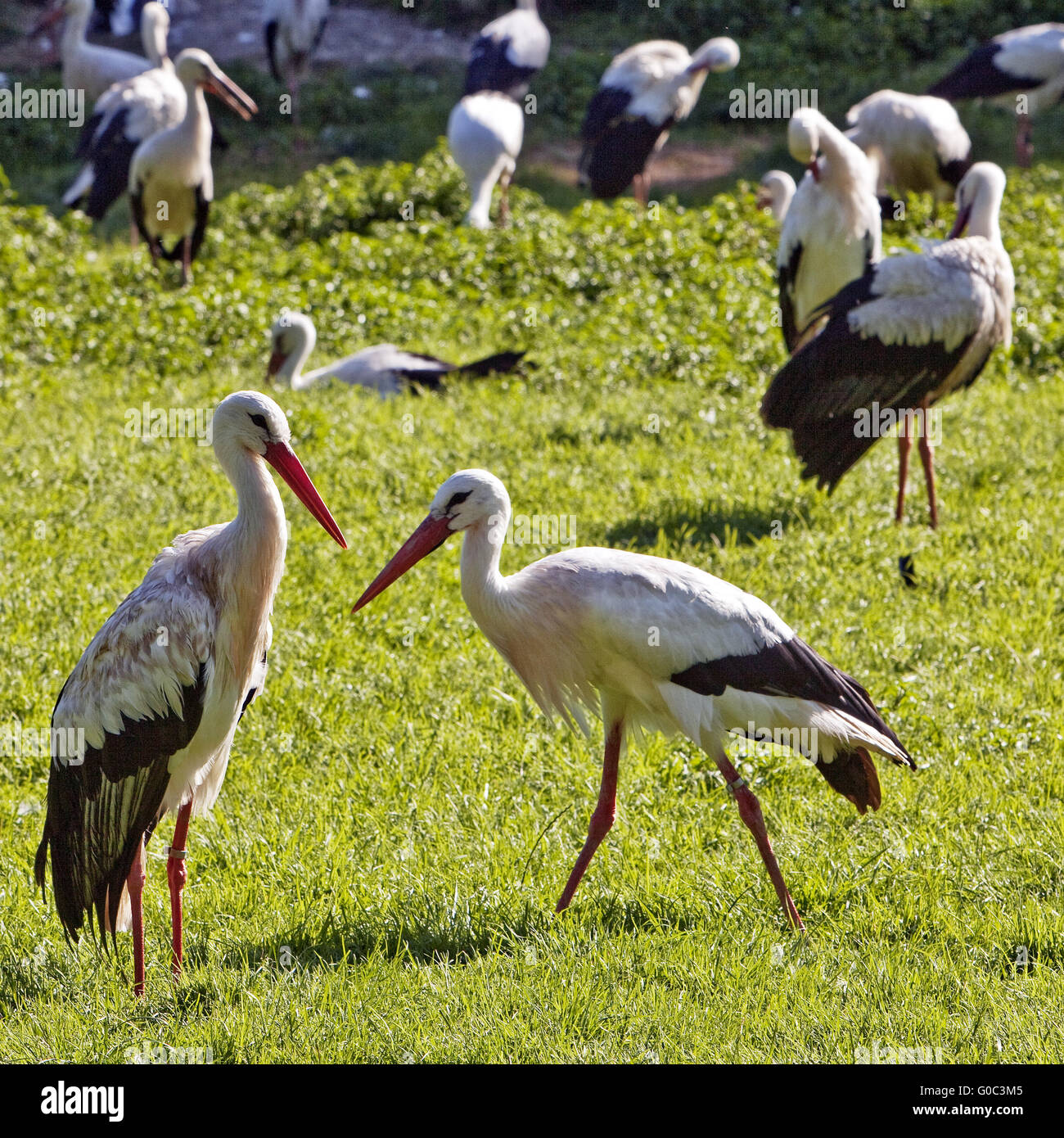 White Storks, Nature zoo Rheine, Germany Stock Photo - Alamy