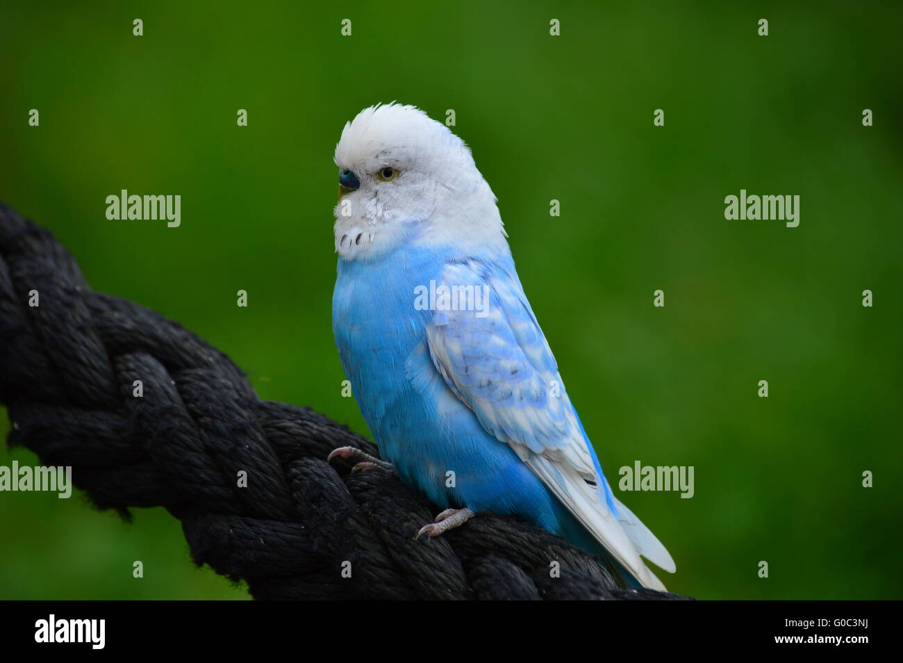 A blue budgie on a rope Stock Photo - Alamy