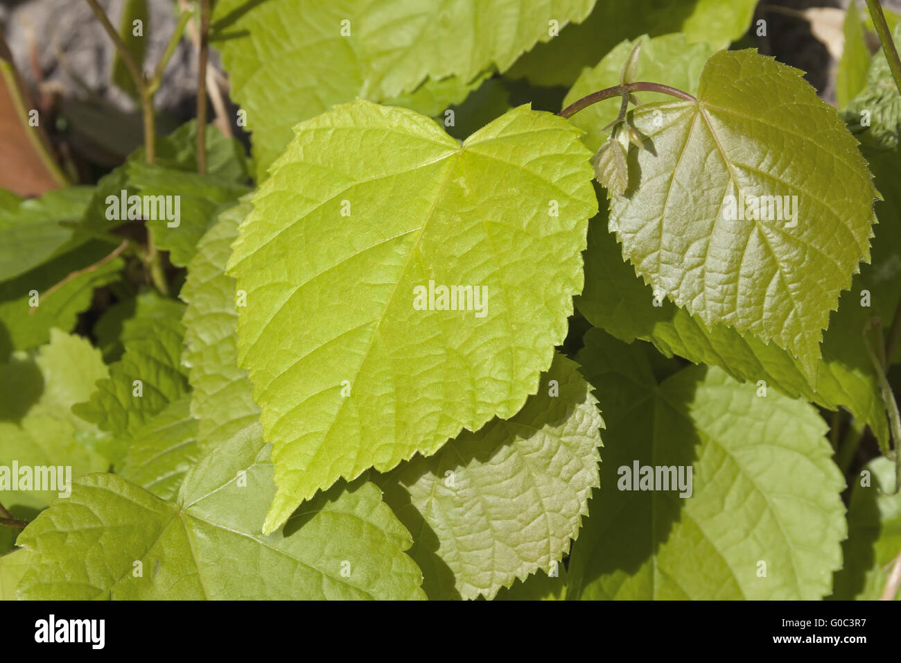 Organic Lime Tree Leaves Stock Photo - Alamy
