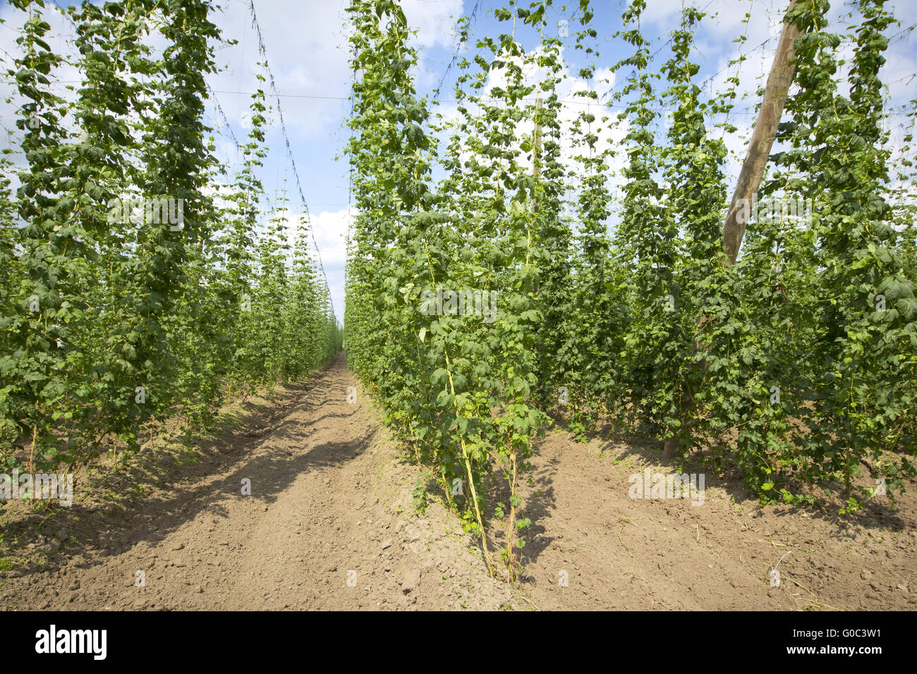 Common Hop Plants Stock Photo - Alamy