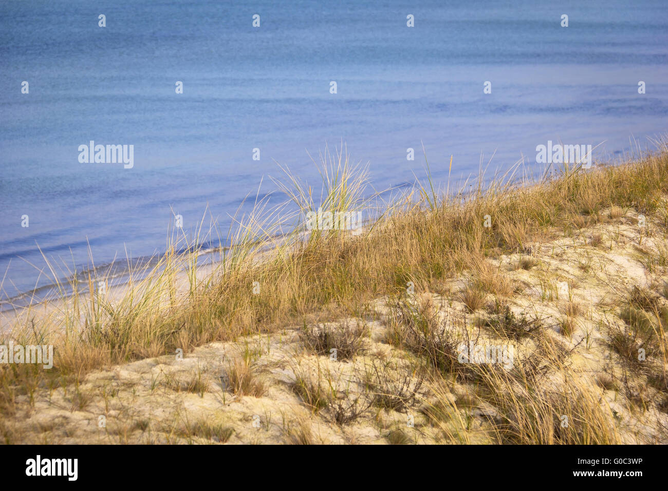 American beachgrass hi-res stock photography and images - Alamy