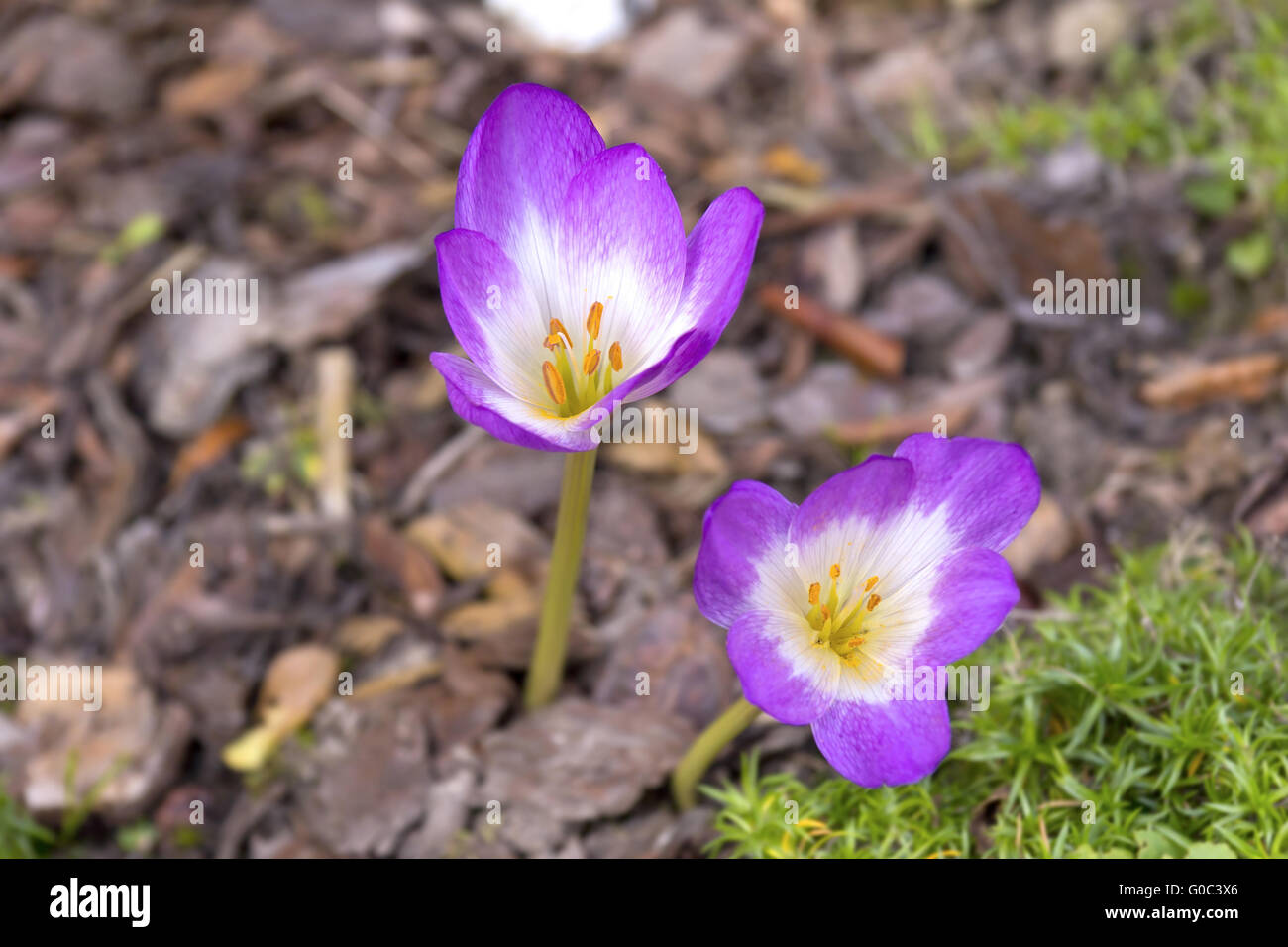 Poison crocus hi-res stock photography and images - Alamy