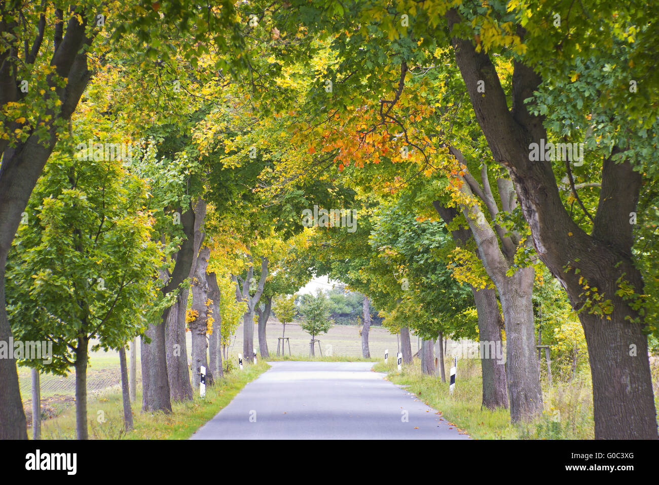 Street in Autumn Stock Photo - Alamy