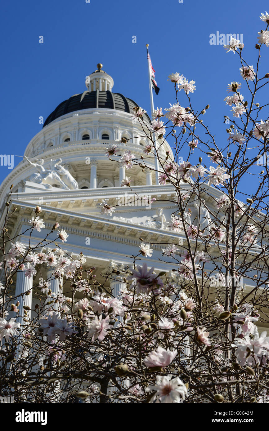 Spring Flowers at the California State Capitol Stock Photo - Alamy