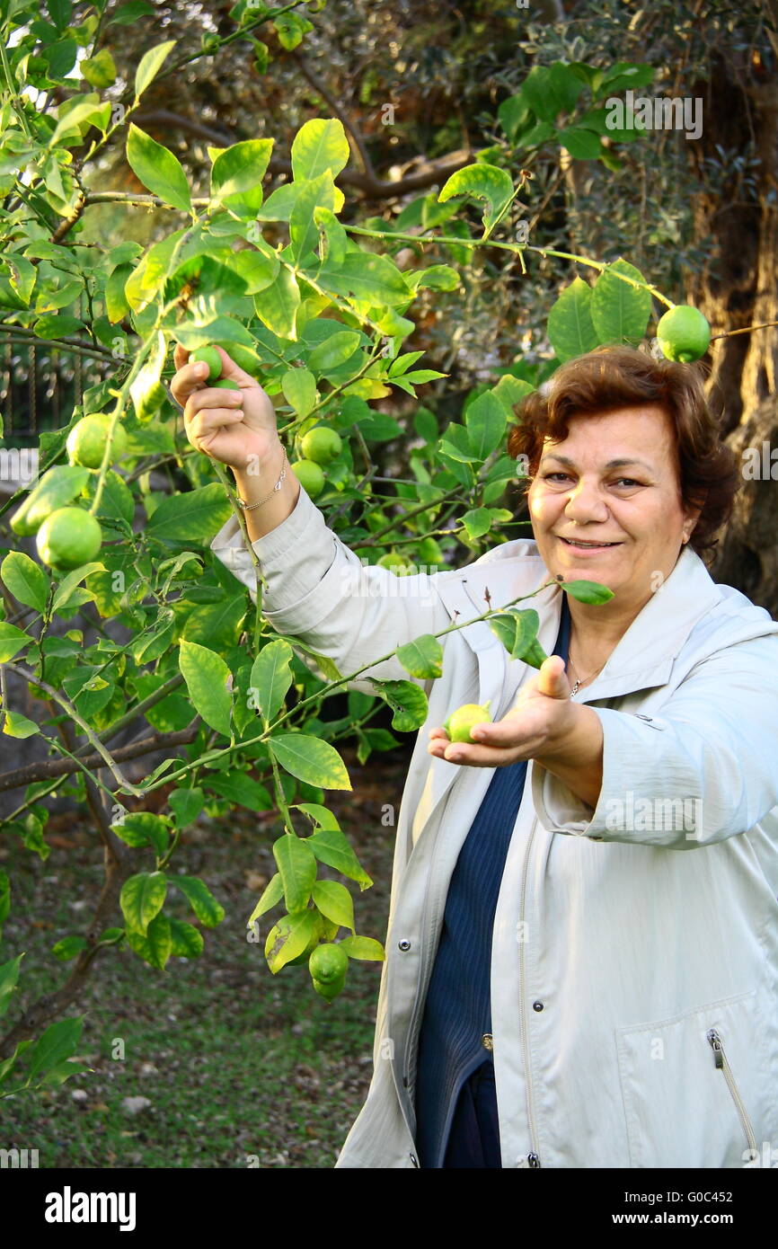 Woman picking lemons hi-res stock photography and images - Alamy