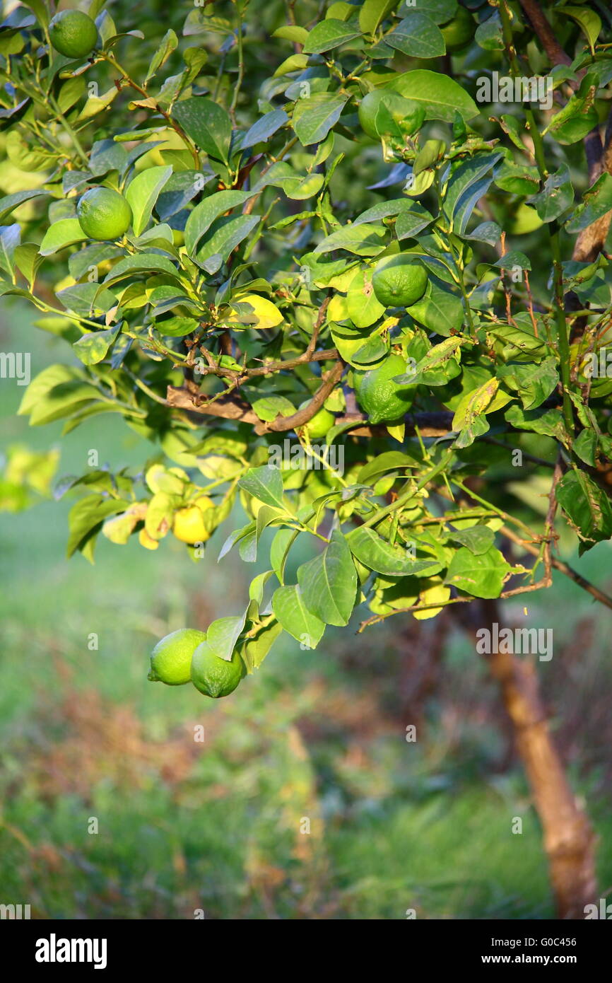Woman picking lemons hi-res stock photography and images - Alamy