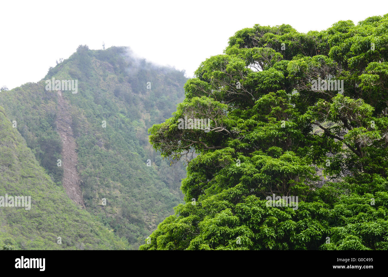 Mountains in Maui Hawaii with Fog and Tree in Foreground Stock Photo ...