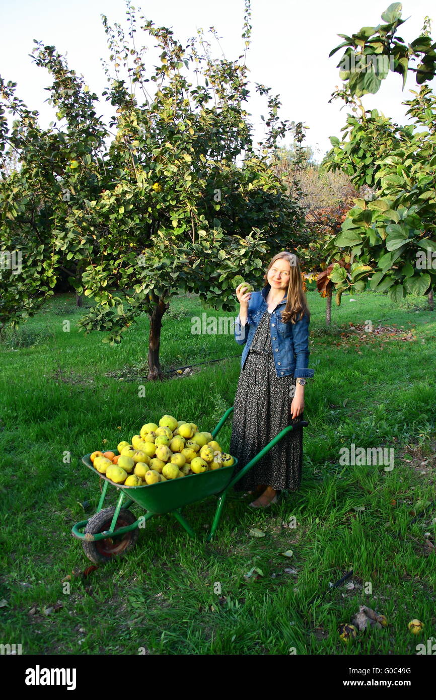 beautiful girl collecting fresh fruit Stock Photo - Alamy