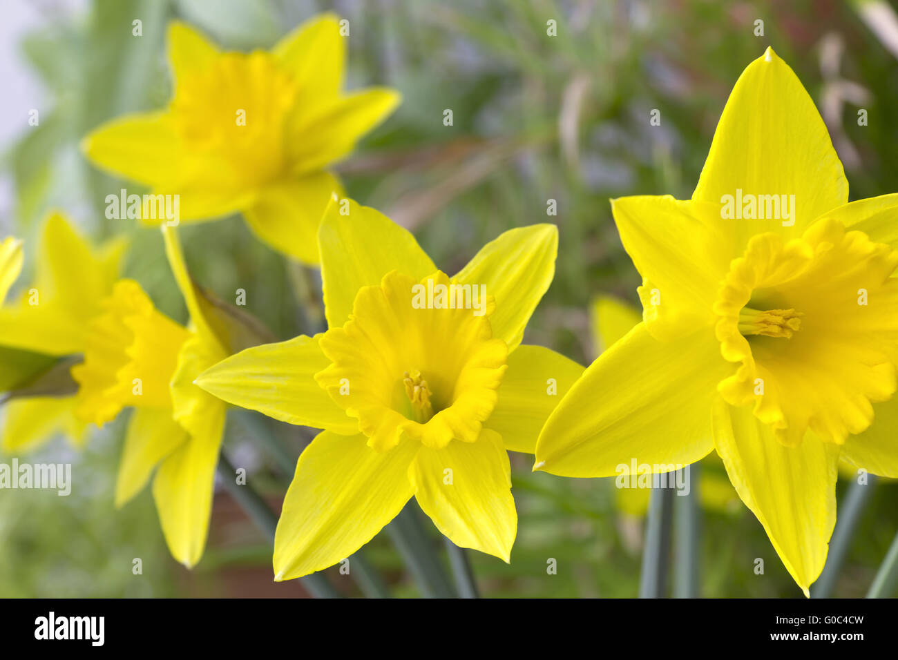 Spring Daffodil, Narcissus Stock Photo - Alamy