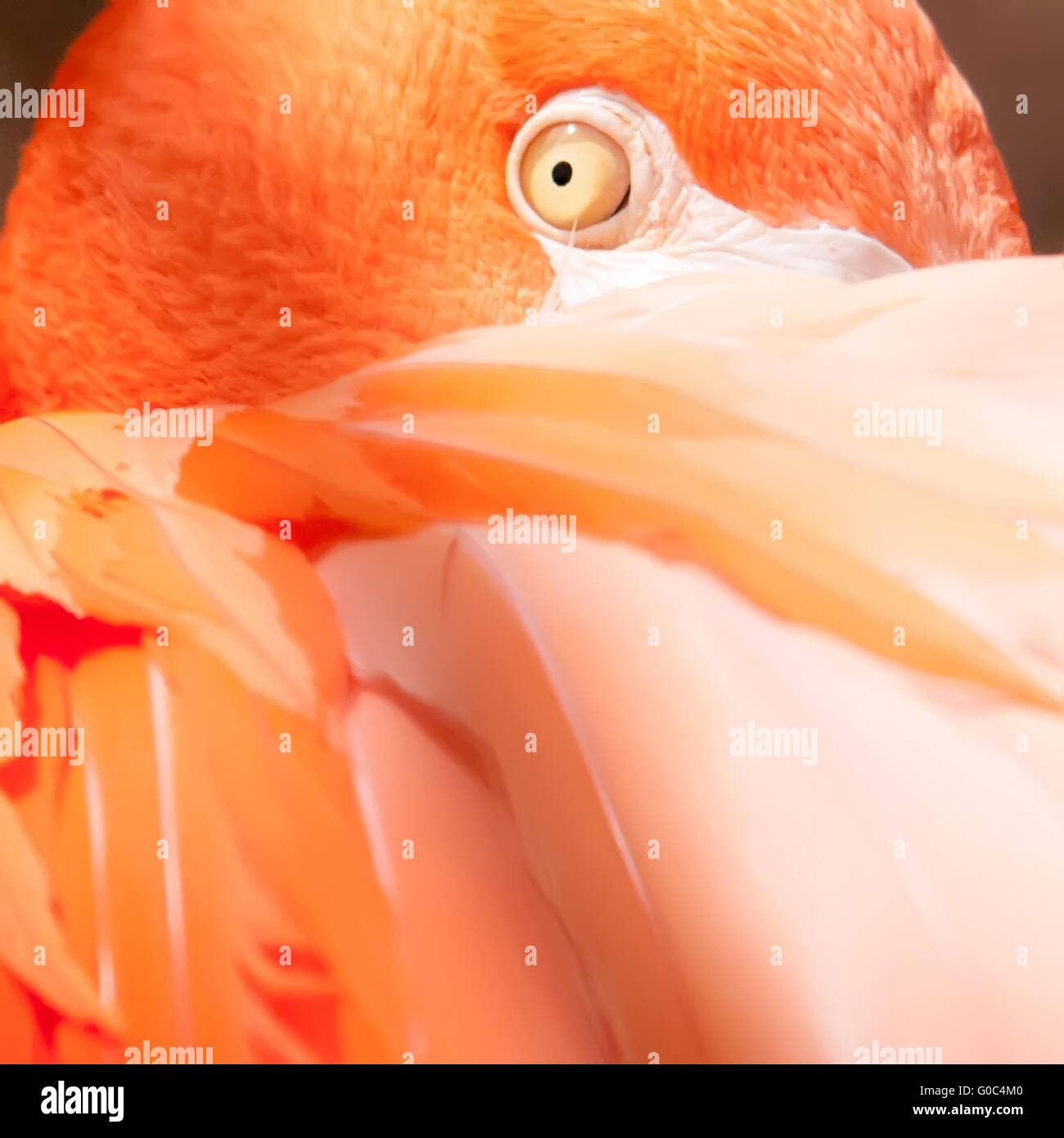 Flamingo eye hi-res stock photography and images - Alamy