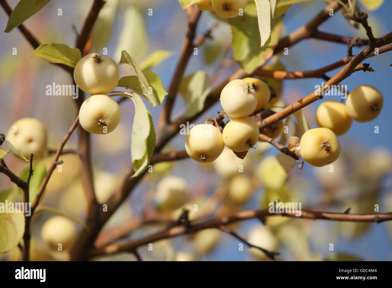 Paradise garden autumn hi-res stock photography and images - Alamy