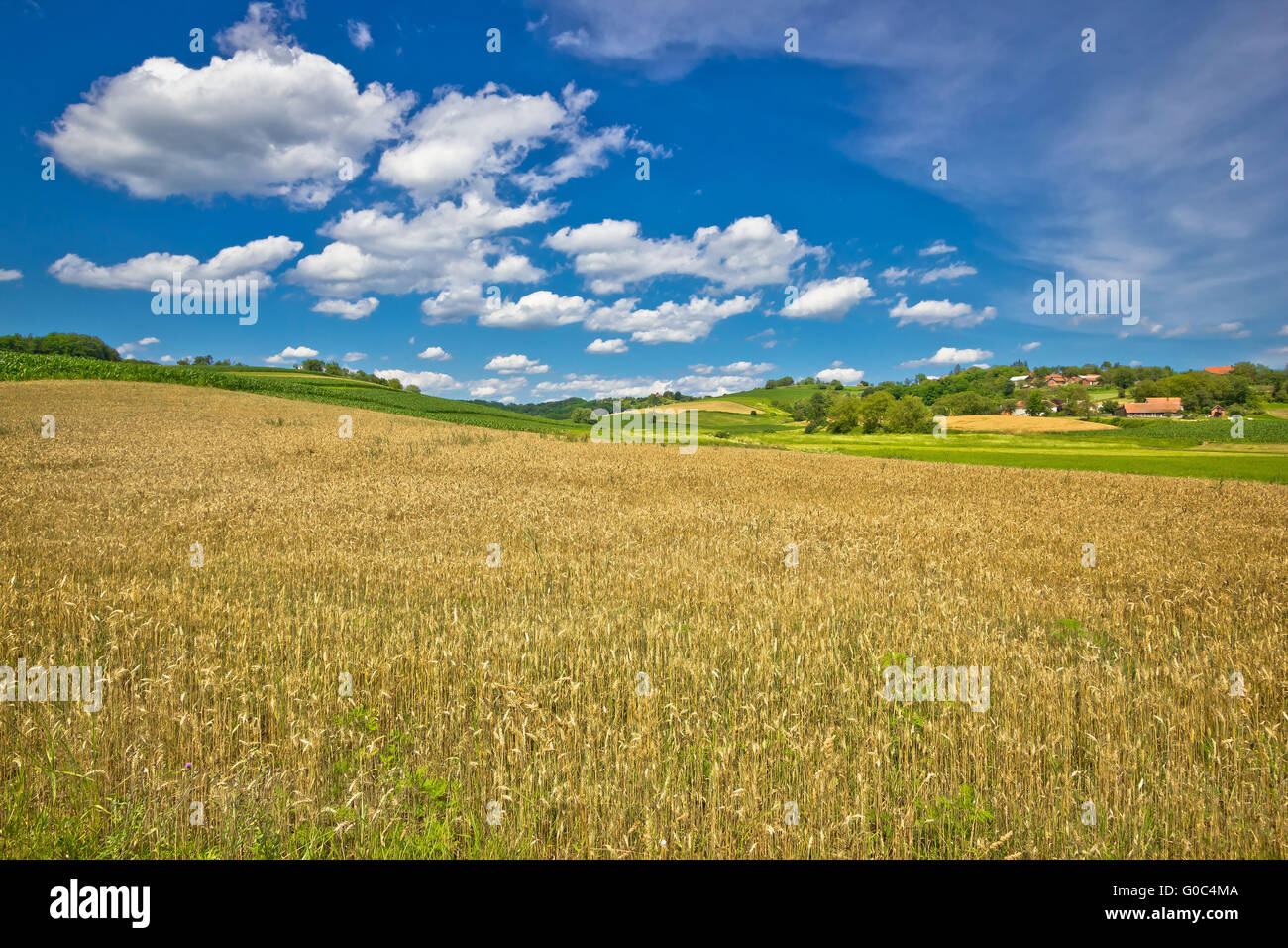 Golden hay field in green agricultural landscape Stock Photo - Alamy