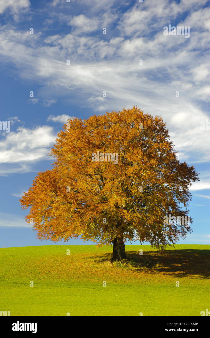 single beech tree at alps mountains in Bavaria Stock Photo - Alamy