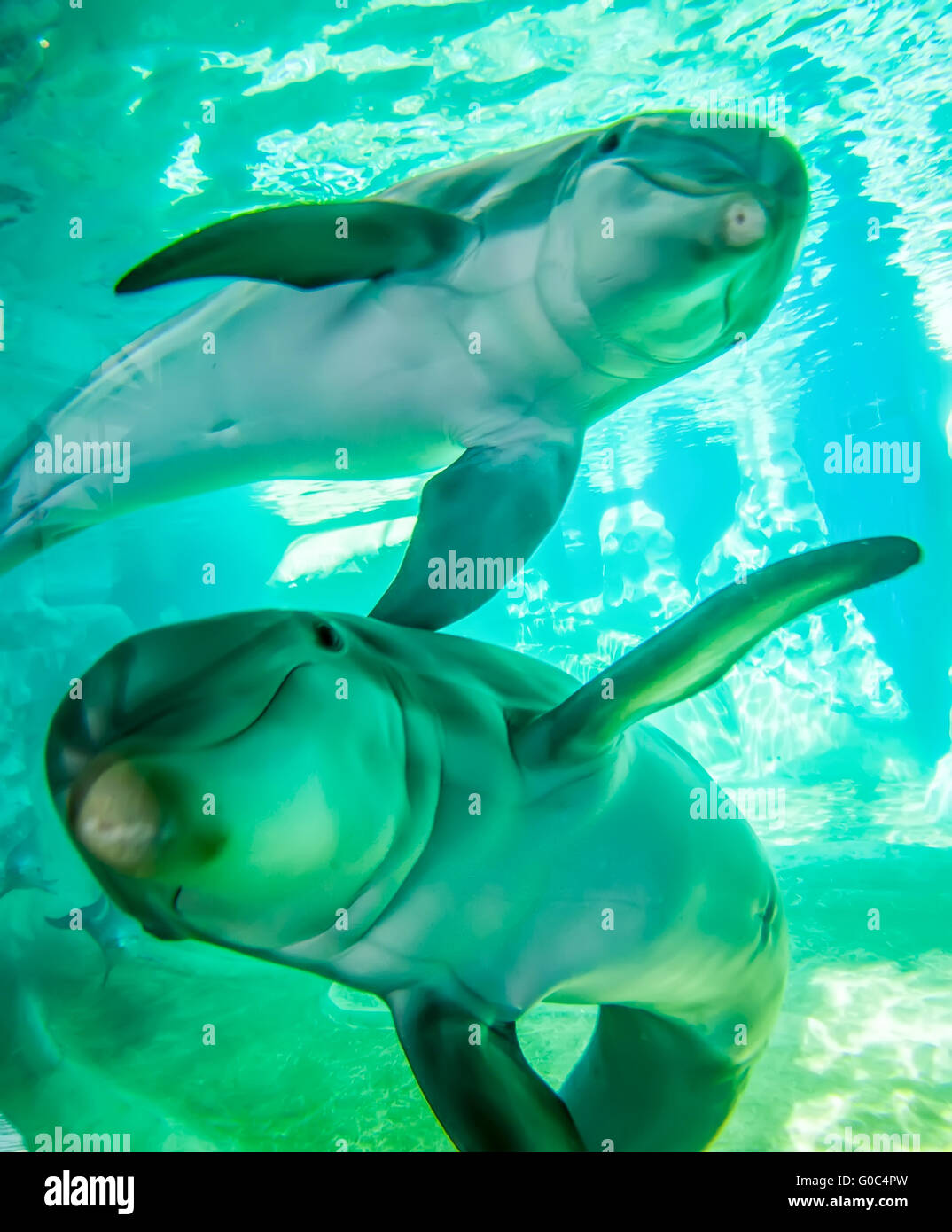 dolphin posing for camera underwater Stock Photo - Alamy