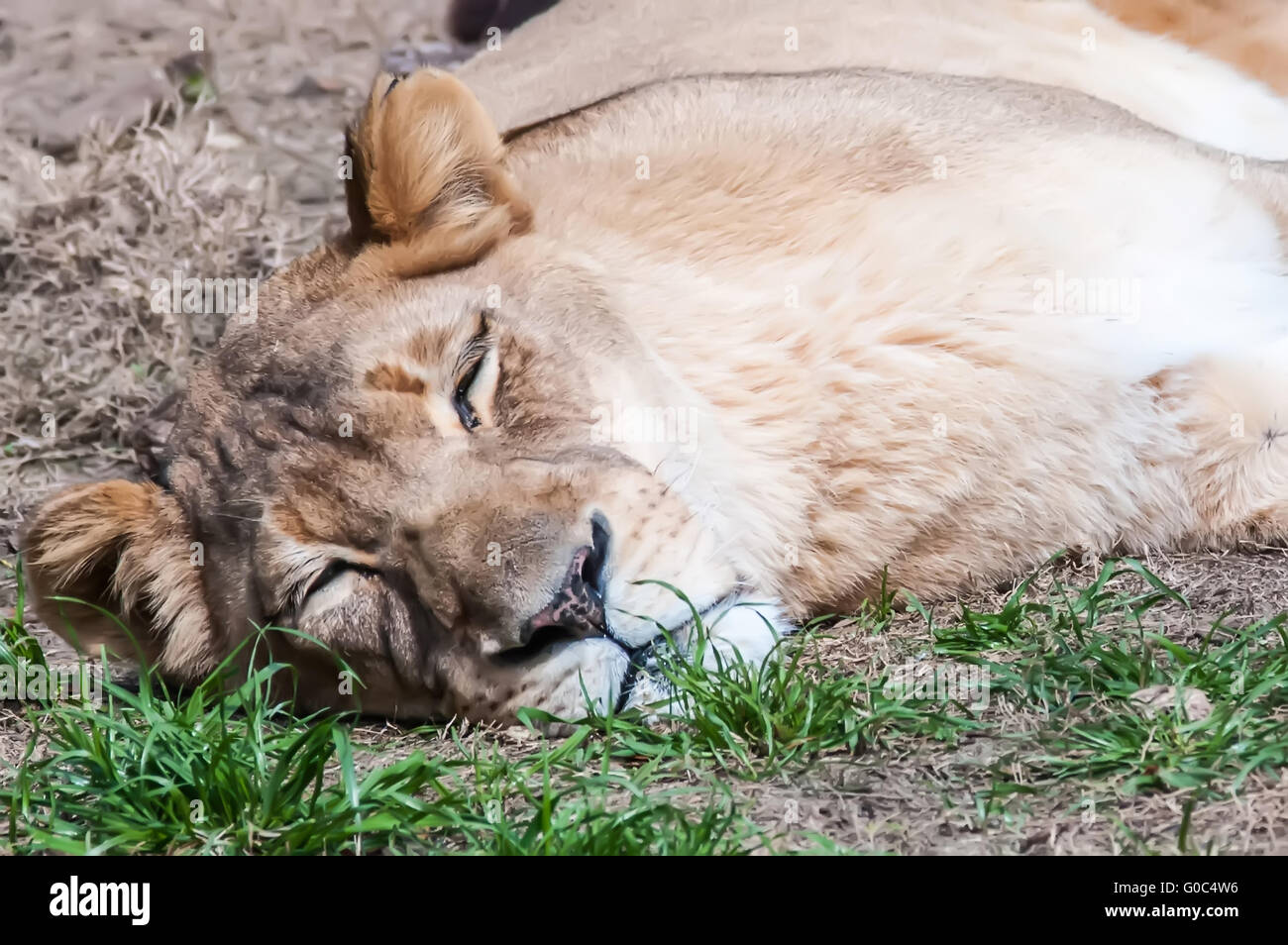 Lioness sleep sleeping hi-res stock photography and images - Alamy