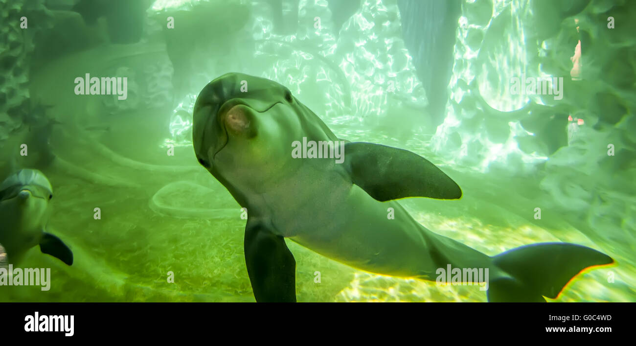 dolphin poses for camera in aquarium Stock Photo - Alamy